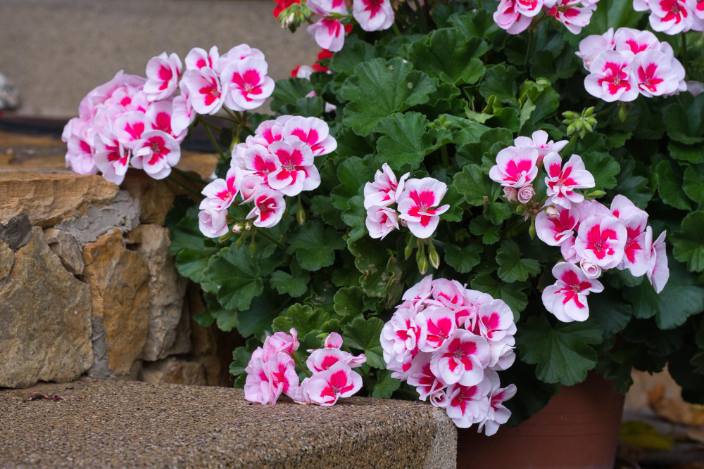 Fleurs vivaces à floraison prolongée : quelles variétés privilégier ...