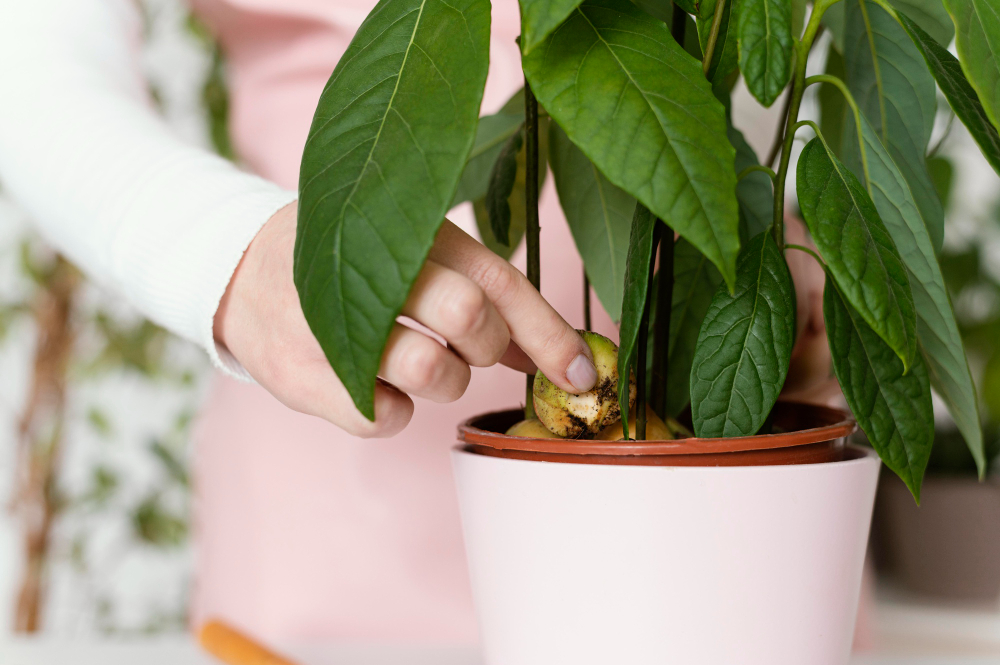 Guide complet pour cultiver et choyer un figuier en pot chez vous ...
